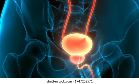 Human Urinary System Bladder Anatomy 3d Stock Illustration 1747252571 ...