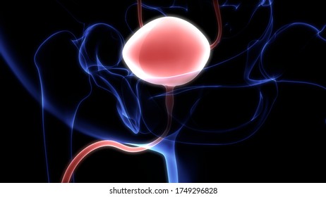 Human Urinary System Bladder Anatomy 3d Stock Illustration 1749296828 ...