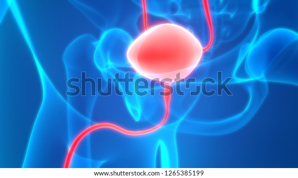 Human Urinary System Bladder Anatomy 3d Stock Illustration 1265385199