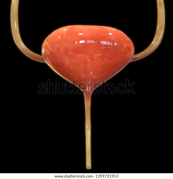 Human Urinary System Bladder Anatomy. 3D