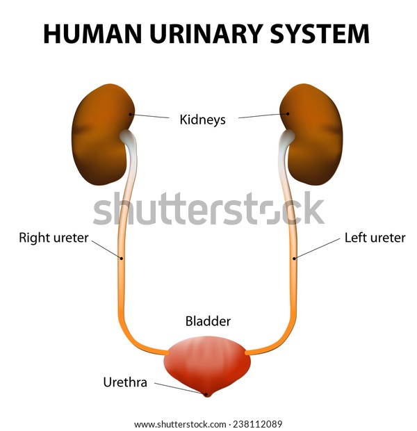 Human Urinary System Includes Kidneys Ureters Stock Illustration 238112089