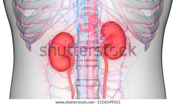 Human Urinary System Kidneys Anatomy 3d Stock Illustration 1556549015 ...