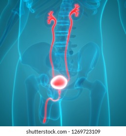 Human Urinary System Kidneys Bladder Anatomy Stock Illustration 1304326222