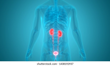 Ilustrasi Stok Human Urinary System Kidneys Bladder Anatomy 1438192937 ...