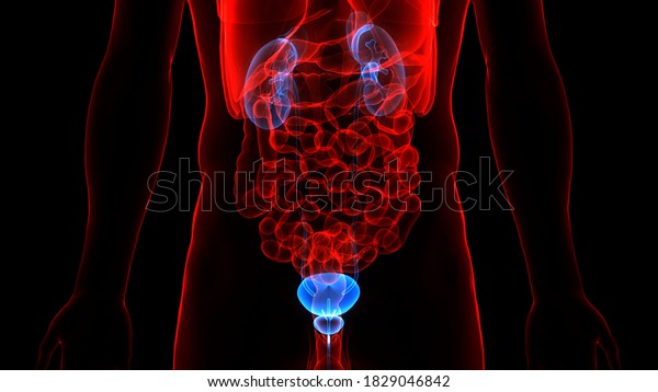 Human Urinary System Kidneys Bladder Anatomy Stock Illustration ...
