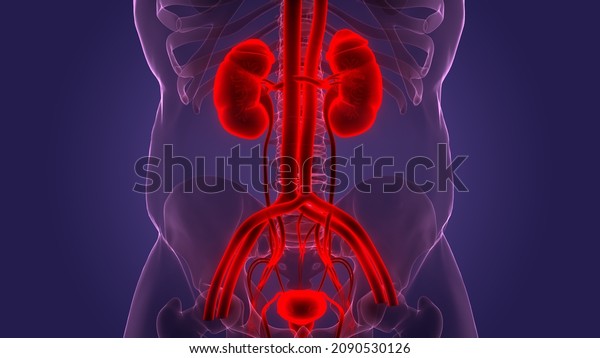 Human Urinary System Kidneys Bladder Anatomy 库存插图 2090530126 | Shutterstock