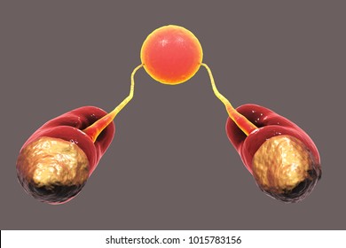Human Urinary System Top View Kidneys Stock Illustration 1015783156 ...