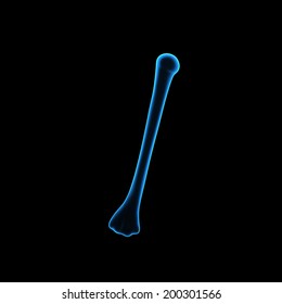 Humerus Front Back View3d Rendering: ภาพประกอบสต็อก 2210351457 ...