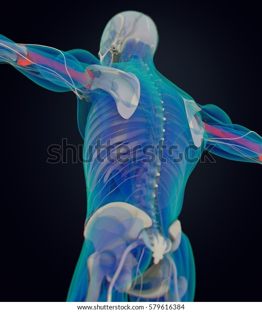Humerus Bone Human Anatomy Skeletal System 库存插图 579616384 | Shutterstock