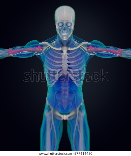Humerus Bone Human Anatomy Skeletal System Stock Illustration 579616450 ...