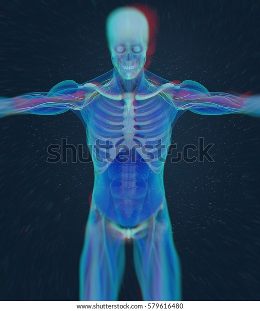 Humerus Bone Human Anatomy Skeletal System Stok İllüstrasyon 579616480 ...