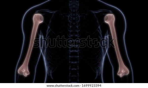 Humerus Bone Joints Human Skeleton System Stock Illustration 1699923394