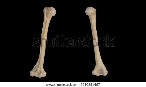 Vista frontal y posterior de humerus.3d: ilustración de stock ...