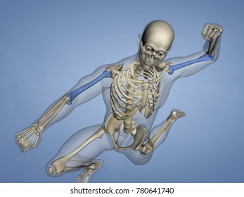 Humerus Human Skeleton 3d Model 스톡 일러스트 780641725 | Shutterstock