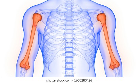 Humerus Joints Human Skeleton System Anatomy Stock Illustration ...