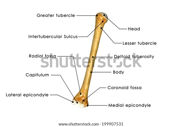 Humerus Labelled Stock Illustration 199907531 | Shutterstock