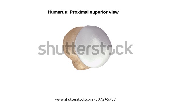 Humerus Proximal Superior View 3d Illustration Stock Illustration ...
