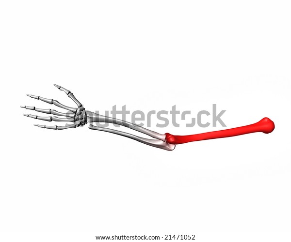 Humorus Bone Highlighted Red On Skeletal Stock Illustration 21471052