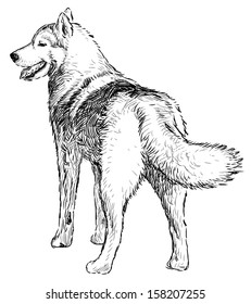 215 Husky back Stock Illustrations, Images & Vectors | Shutterstock