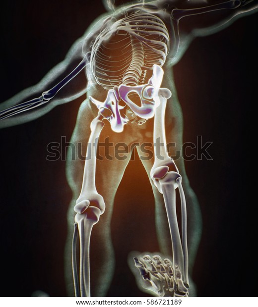 「Ilium Bone Hip Bone Pelvis Human」のイラスト素材 586721189 | Shutterstock