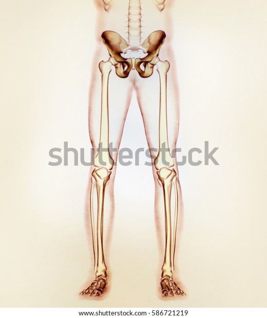 Ilium bone, hip bone or pelvis. Human anatomy, bone skeletal structure ...