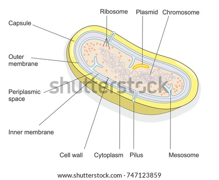 Illustration Bacterial Cell Structure Shows Cell Stock Illustration ...
