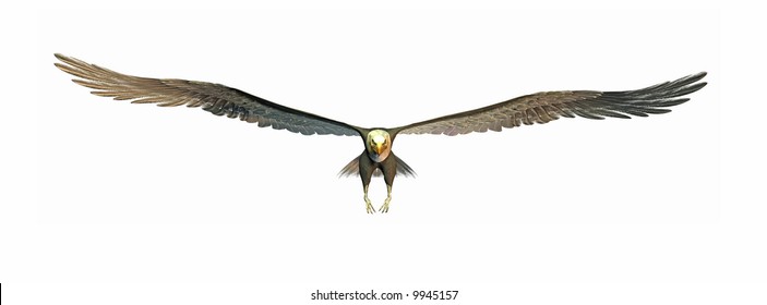 3,758 Bird flying front view Images, Stock Photos & Vectors | Shutterstock