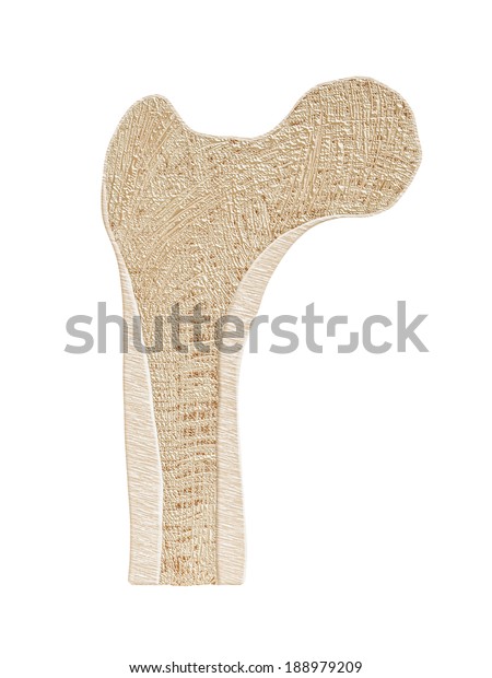 Illustration Bone Cross Section Showing Structure Stock Illustration ...