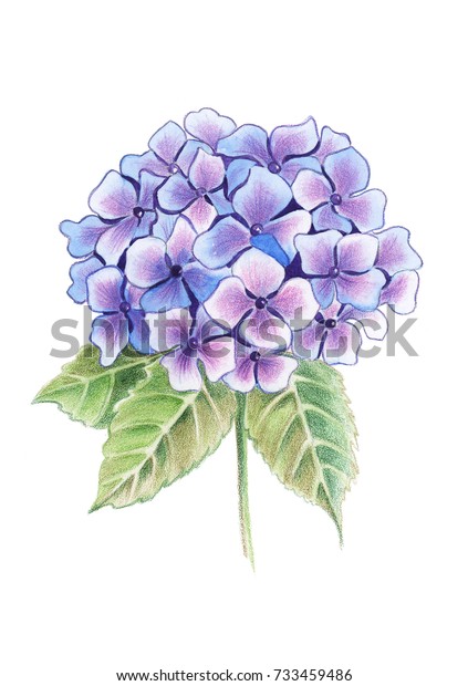 Illustration Drawing Colored Pencils Hydrangea Flowers : illustration ...
