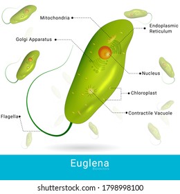 Illustration Euglena Structure Labelling Stock Illustration 1798998100 ...