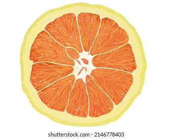 Illustration Grapefruit Cross Section Stock Illustration 2146778403 ...
