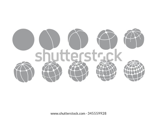 Illustration Human Embryo First Phase Development Stock Illustration ...