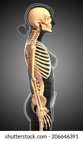 Illustration Human Skeleton Side View: ภาพประกอบสต็อก 206646391 ...
