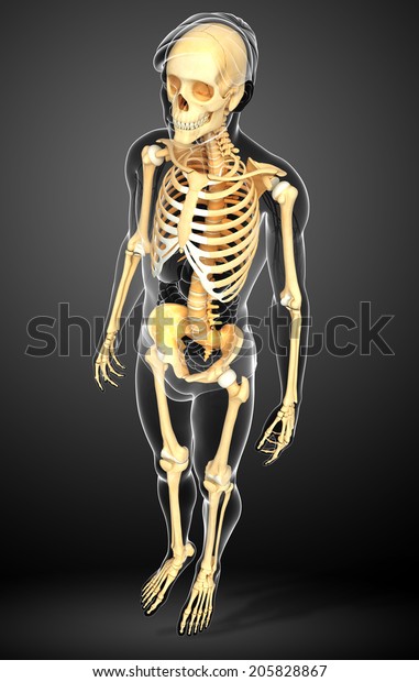 Illustration Human Skeleton Side View Stock Illustration 205828867