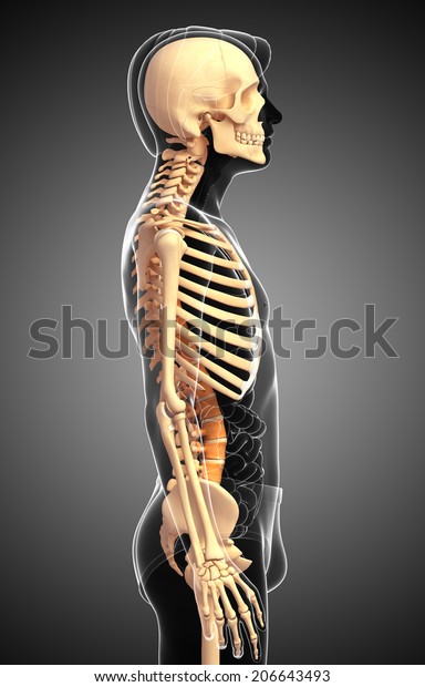 Illustration Human Skeleton Side View Stock Illustration 206643493