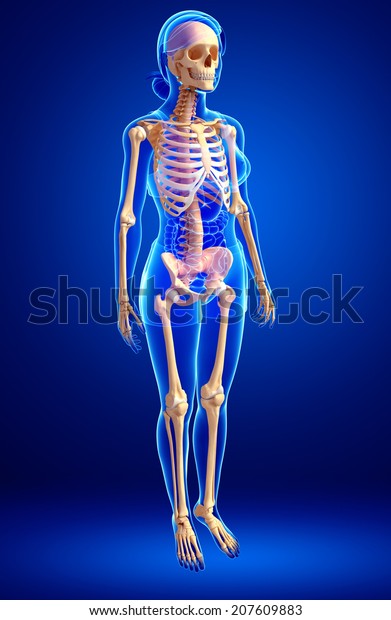 Illustration Human Skeleton Side View Stock Illustration 207609883