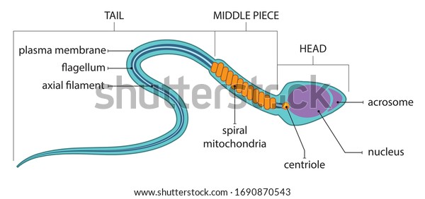 Illustration Human Sperm Cell Anatomy Stok İllüstrasyon 1690870543 Illustration Human Sperm Cell Anatomy Stok İllüstrasyon 1690870543