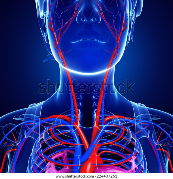 Illustration Neck Circulatory System Stock Illustration 224437261 ...