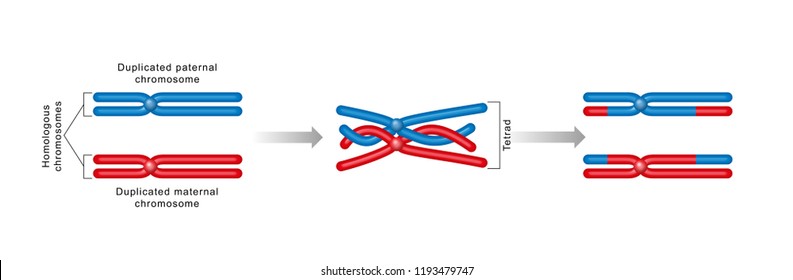 Illustration Prophase Stock Illustration 1193479747 | Shutterstock