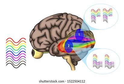 Ilustrasi Stok Humans Visual Perception Processing Initiated Form ...