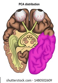 Illustration Shown Visual Pathway Distribution Posterior 스톡 일러스트 ...