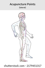 Illustrations Explaining Location Acupoints Lateral Stock Illustration ...