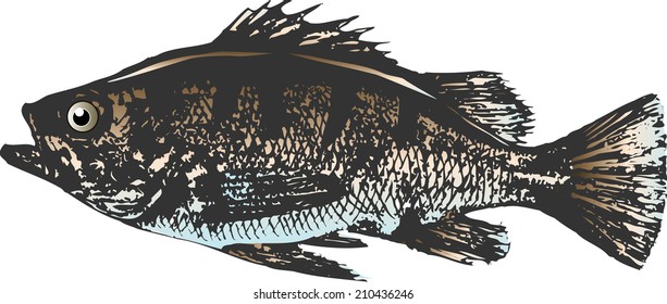 17 Sebastes inermis Images, Stock Photos & Vectors | Shutterstock