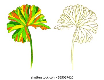 Indented Leaf Grass Hand Drawing Stock Illustration 585029410 ...