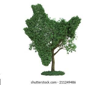 India Map Tree: ilustrações stock 211249486 | Shutterstock