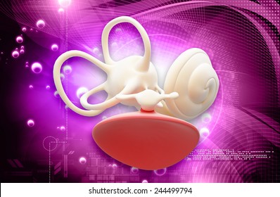 105 Tectorial membrane Images, Stock Photos & Vectors | Shutterstock
