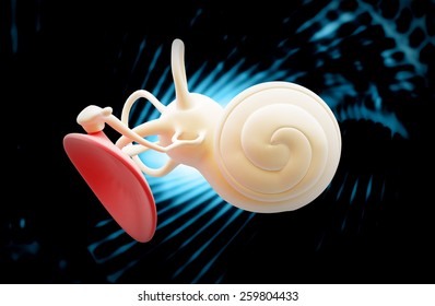 105 Tectorial membrane Images, Stock Photos & Vectors | Shutterstock