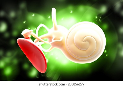 105 Tectorial membrane Images, Stock Photos & Vectors | Shutterstock