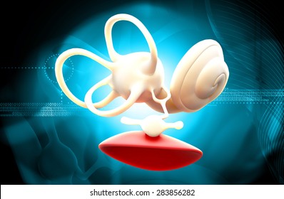 105 Tectorial membrane Images, Stock Photos & Vectors | Shutterstock