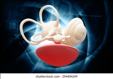 105 Tectorial membrane Images, Stock Photos & Vectors | Shutterstock